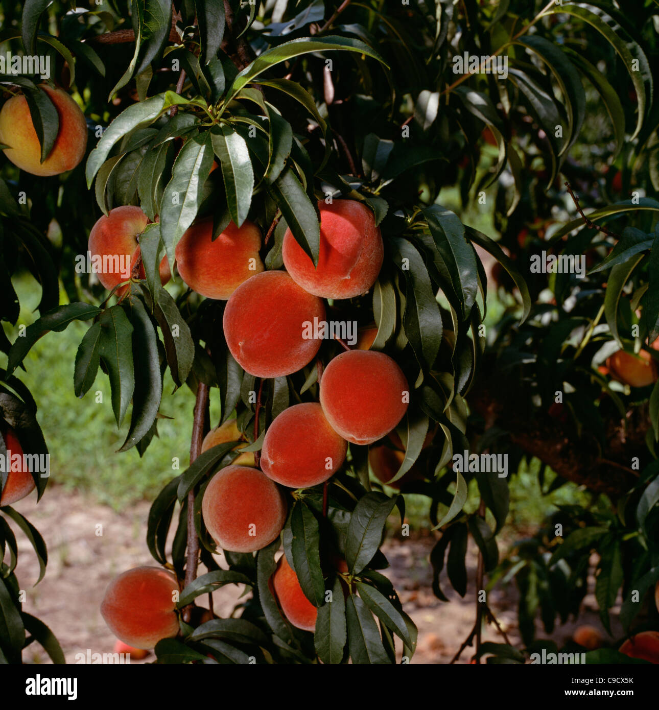 Peaches hanging on a tree Stock Photo - Alamy