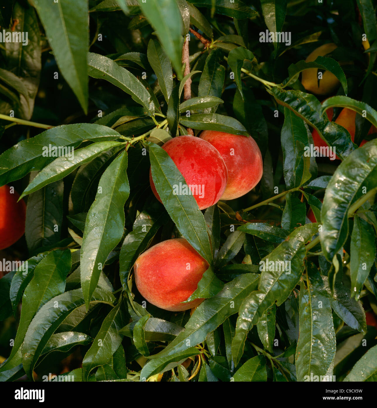 Peaches hanging on a tree Stock Photo - Alamy