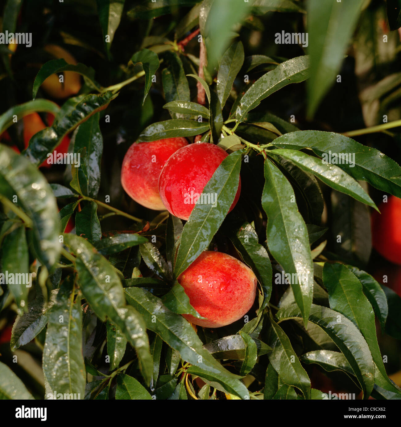 Peaches on tree Stock Photo - Alamy