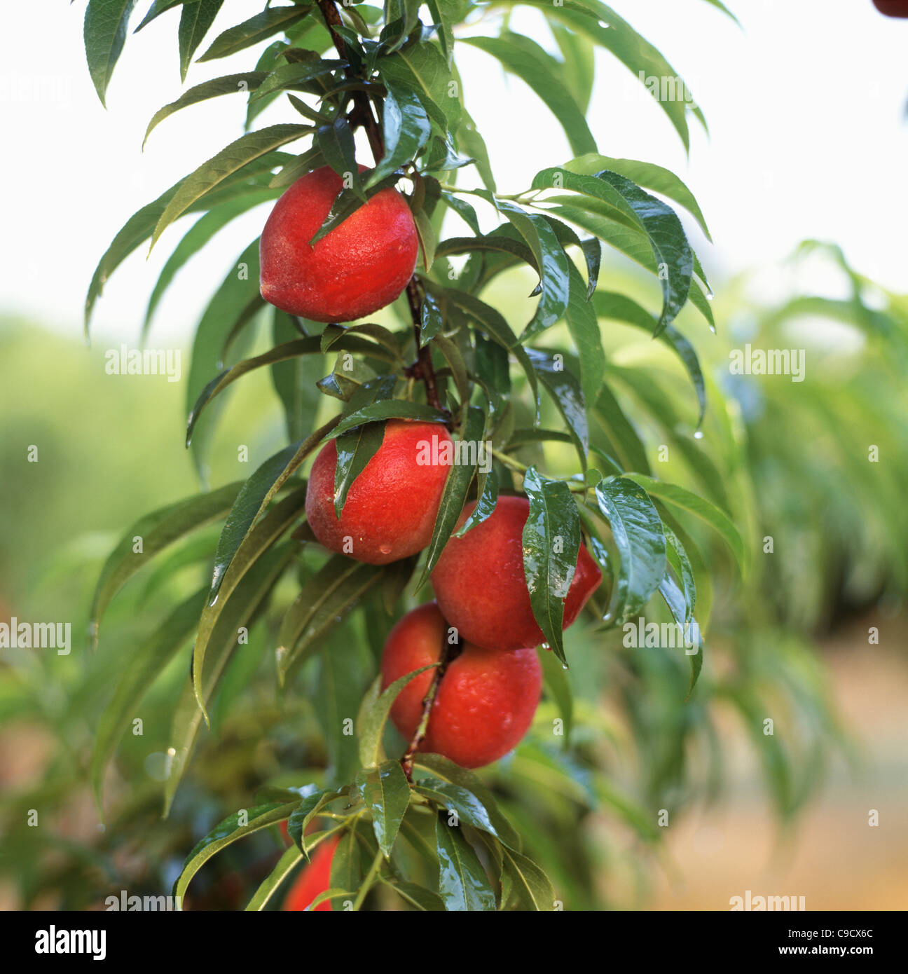 Peaches on tree Stock Photo - Alamy