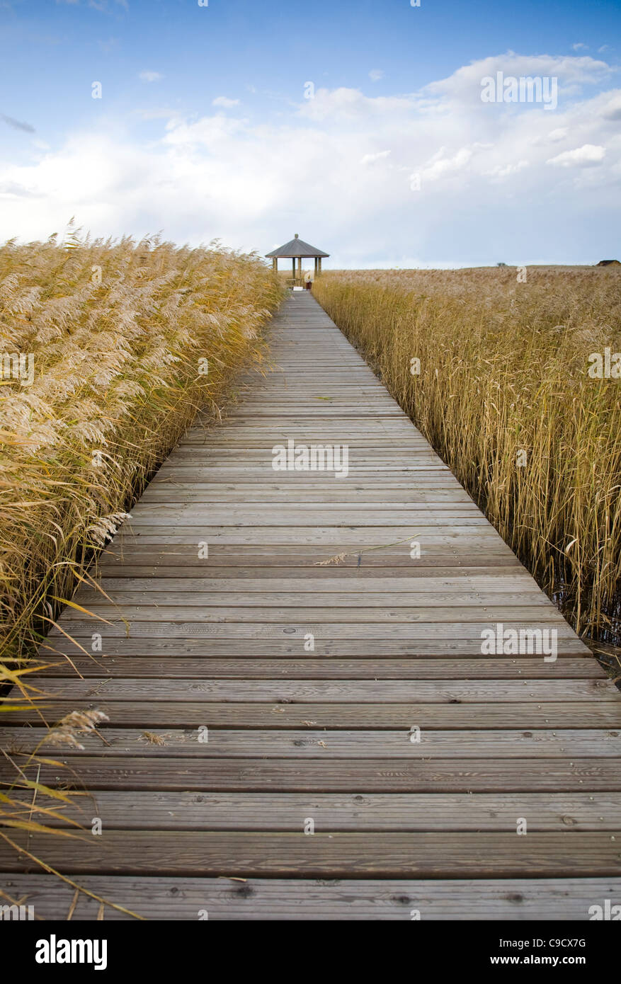 Boardwalk through reed field in autumn day Stock Photo - Alamy