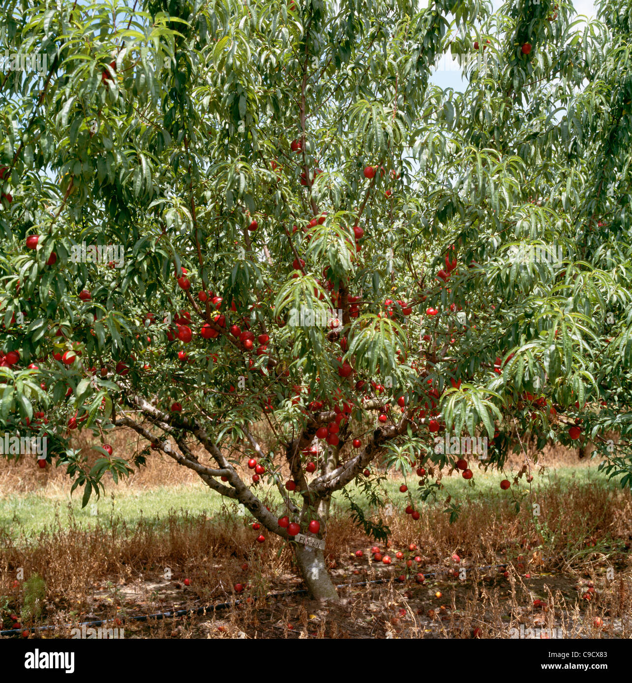 Nectarines tree (Variety unknown Stock Photo - Alamy