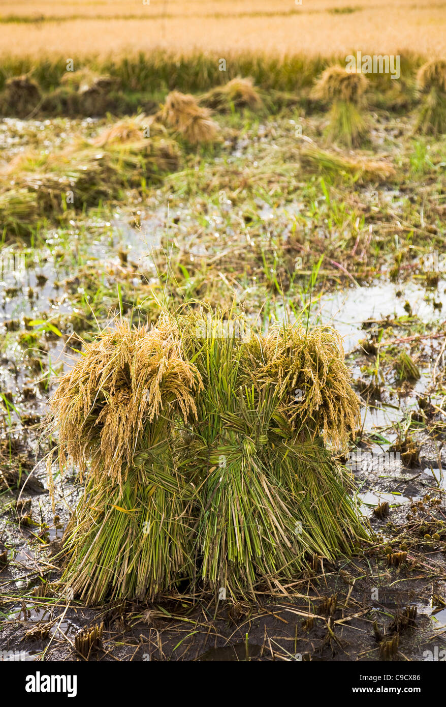 Bundle of paddy for harvesting Stock Photo - Alamy