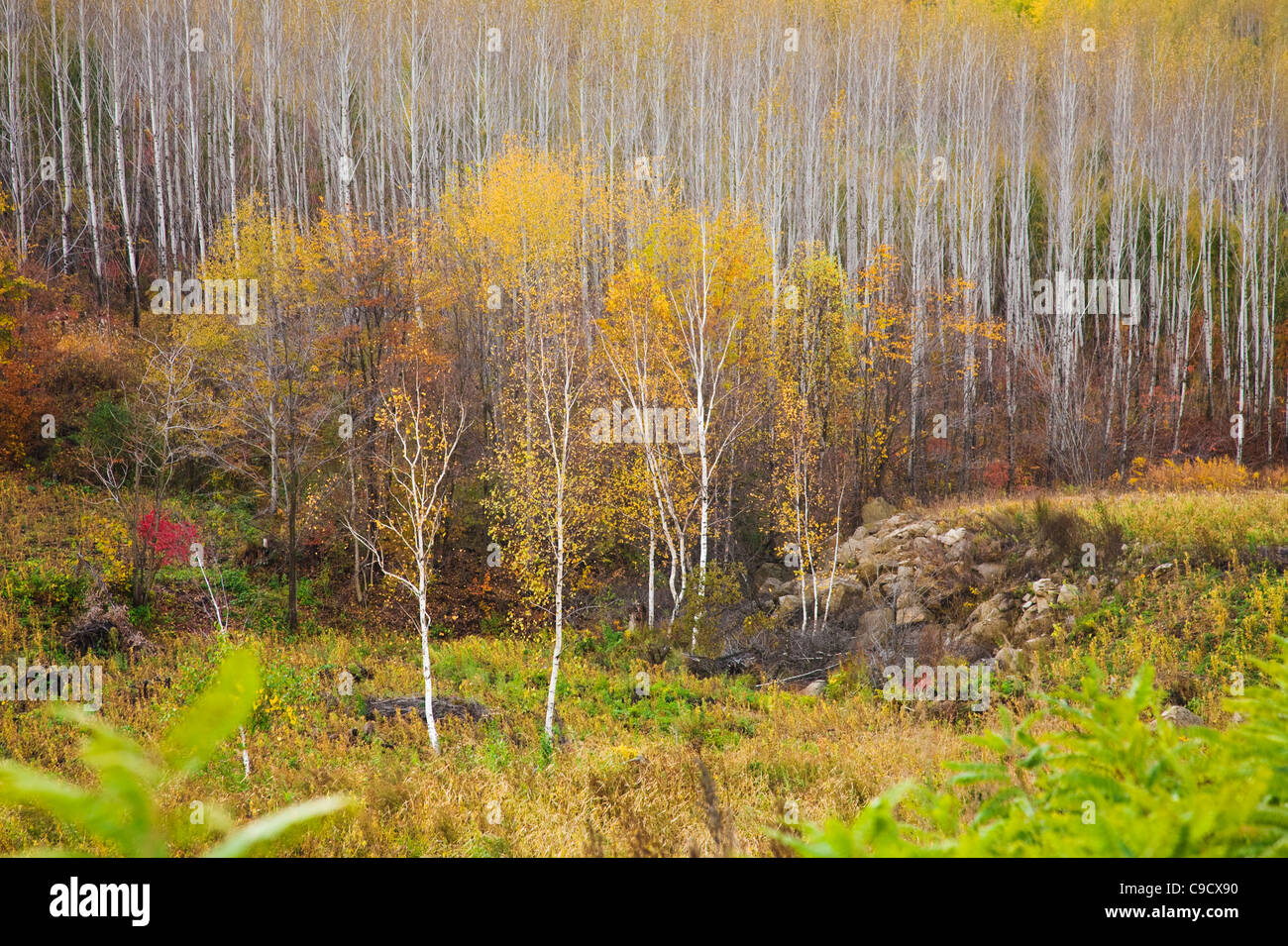 Autumn birch forest Stock Photo - Alamy