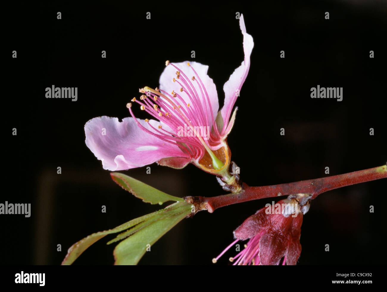 Nectarine bloom on tree, perfecy flower with male and female parts ...
