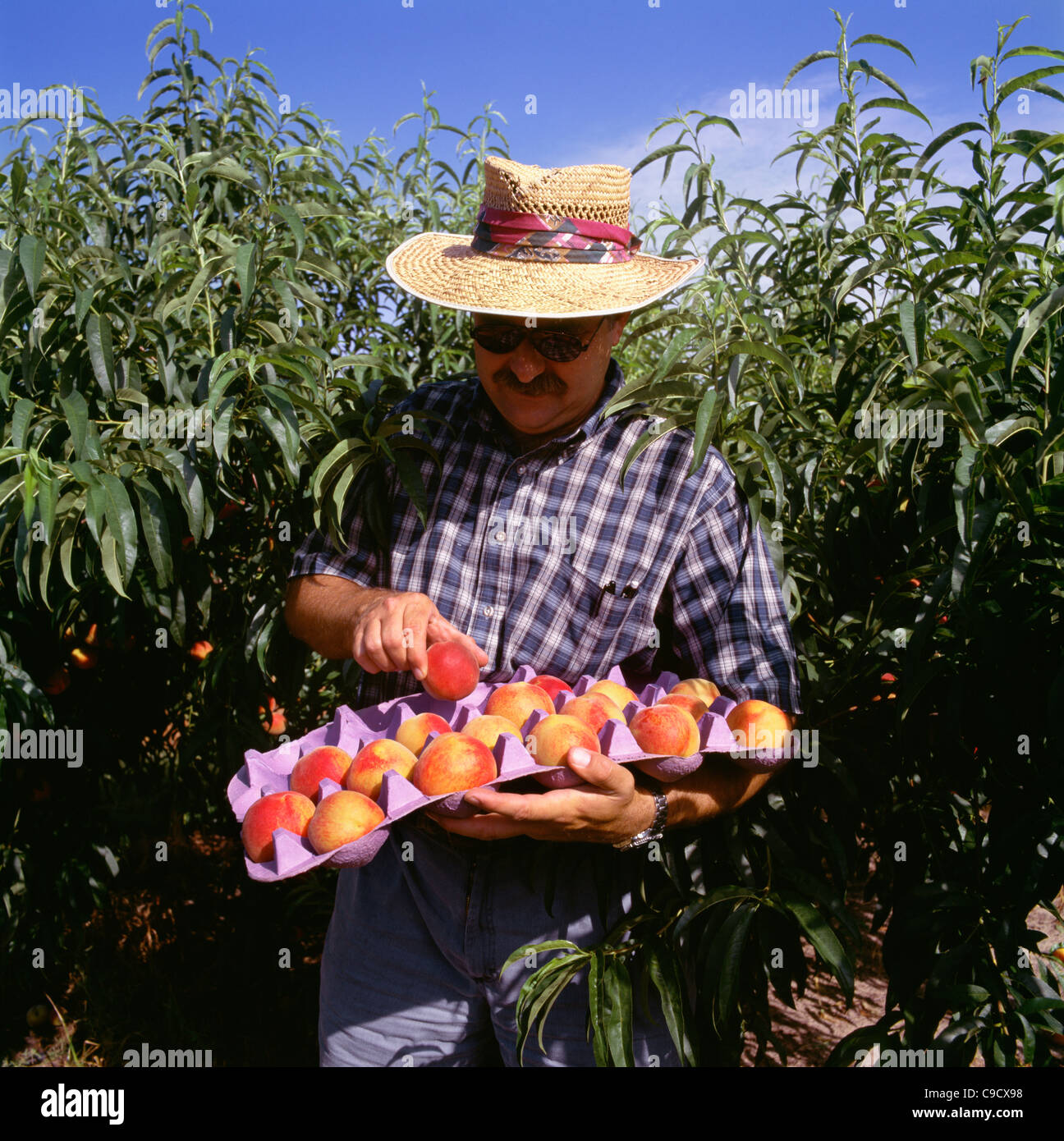 Man holding peaches hi-res stock photography and images - Alamy