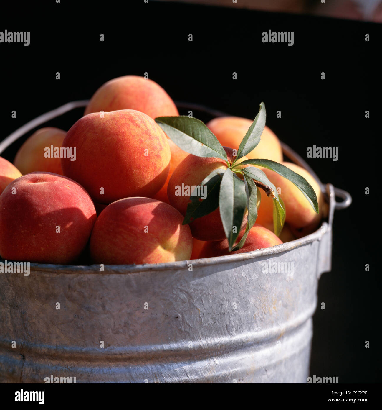 Peaches in bucket, Georgia Stock Photo - Alamy