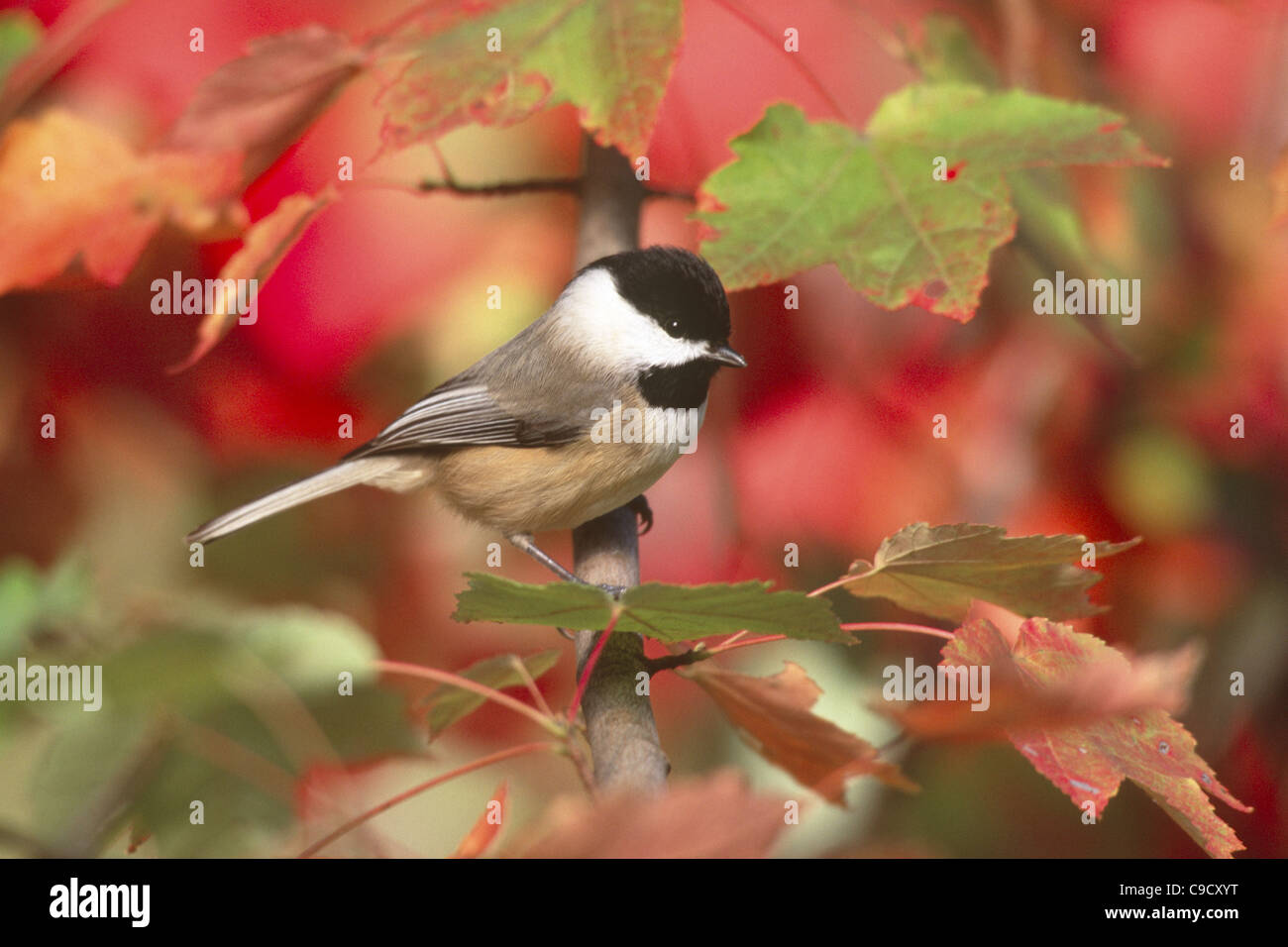 Chickadee hi-res stock photography and images - Alamy
