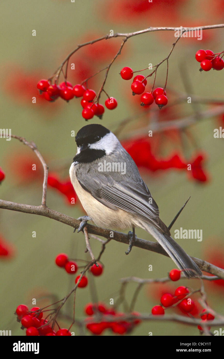 Carolina Chickadee in Hawthorn Tree Stock Photo - Alamy