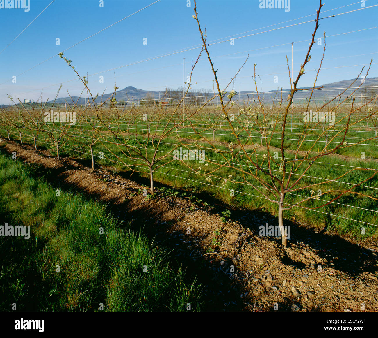 Wire trained young pear trees Stock Photo - Alamy