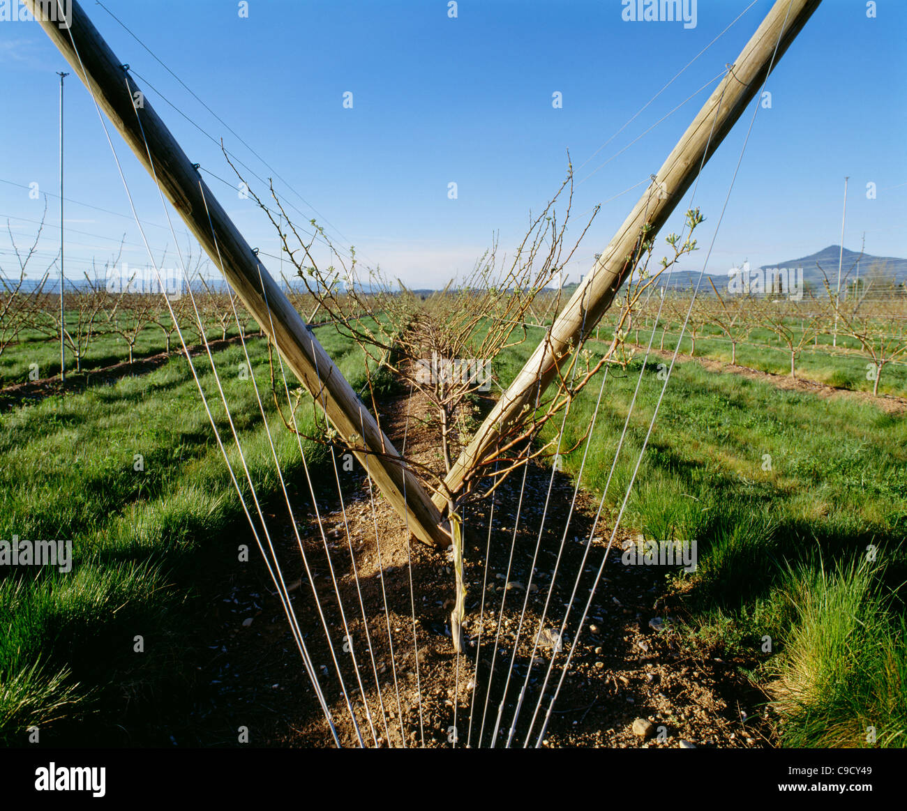 Wire trained young pear trees Stock Photo - Alamy