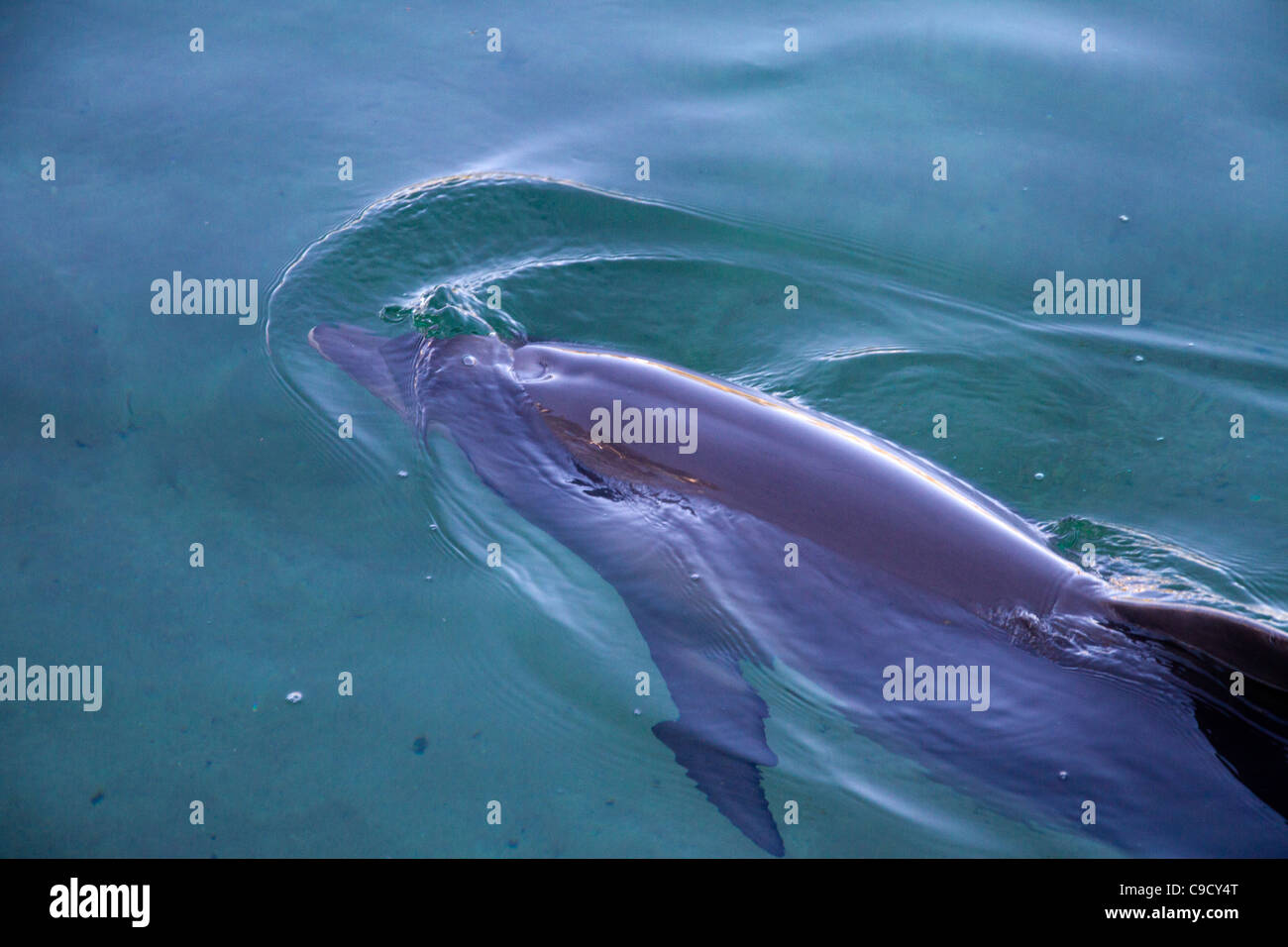 Dolphin swimming in shallow water in Queensland Australia Stock Photo ...