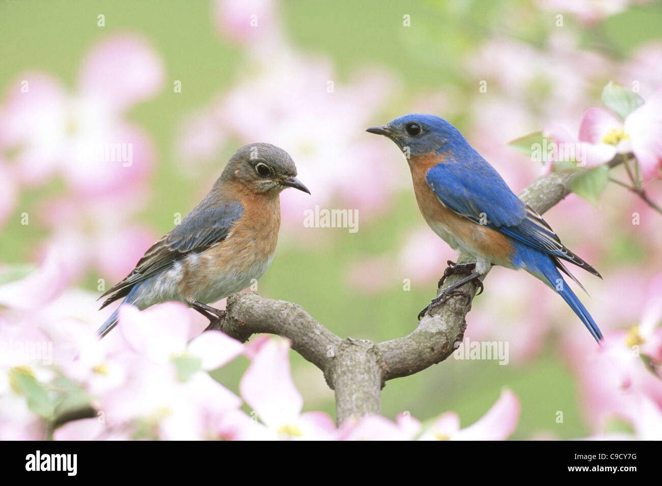 Eastern Bluebirds Male and Female perching in Flowering Dogwood Tree ... Eastern Bluebirds Male and Female perching in Flowering Dogwood Tree ...
