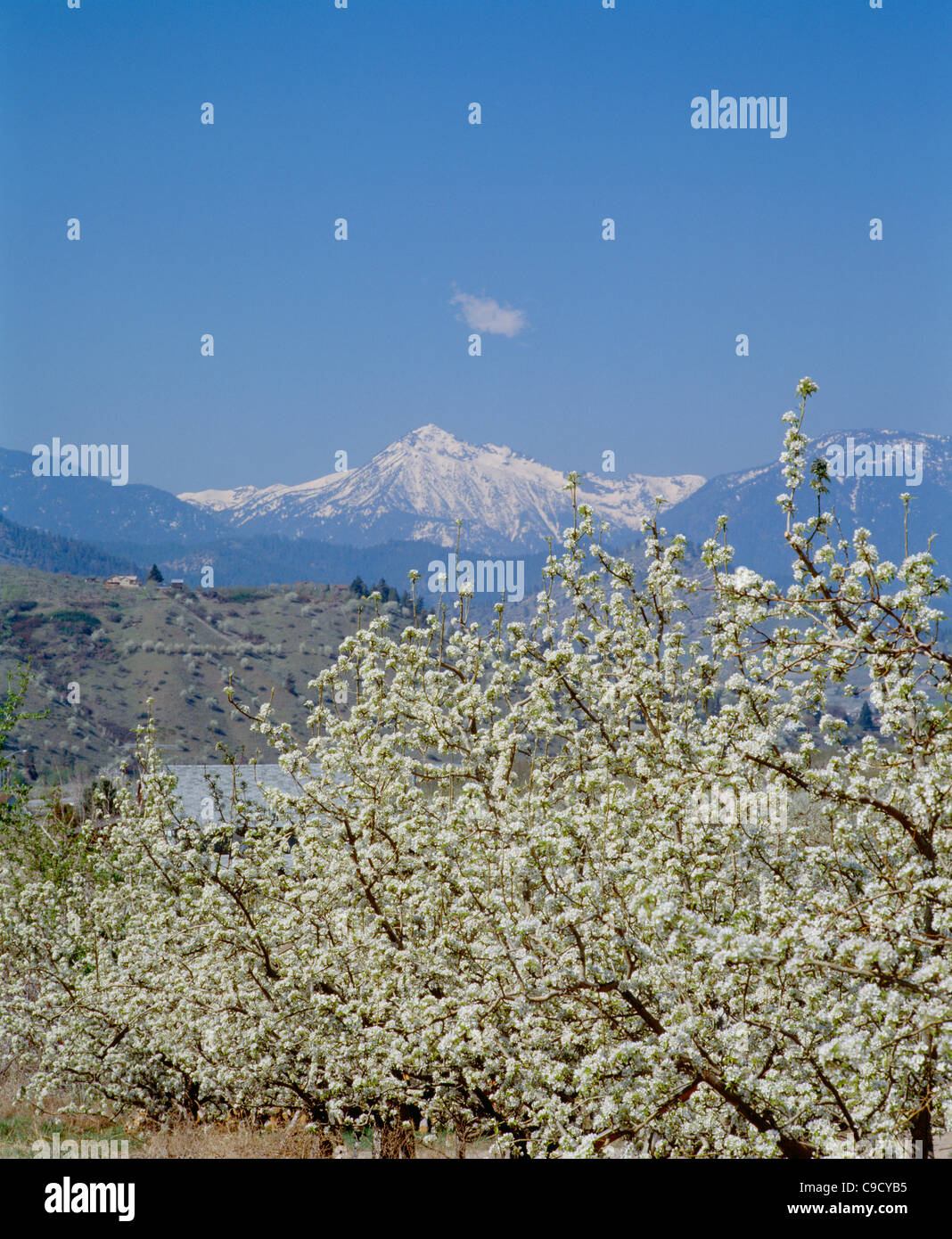 PEARS GROWING IN ORCHARD WITH VIEW OF MOUNTAIN IN BACKGROUND ...