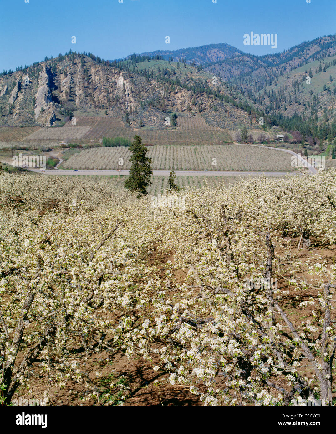 Pear Orchards in Washington Stock Photo - Alamy