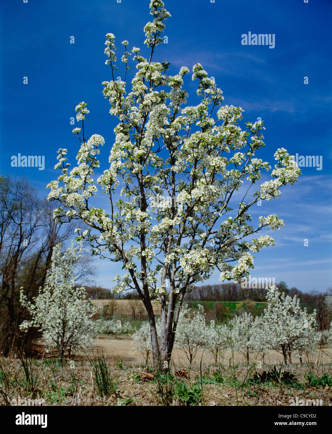 Pear tree in blossoms Stock Photo - Alamy