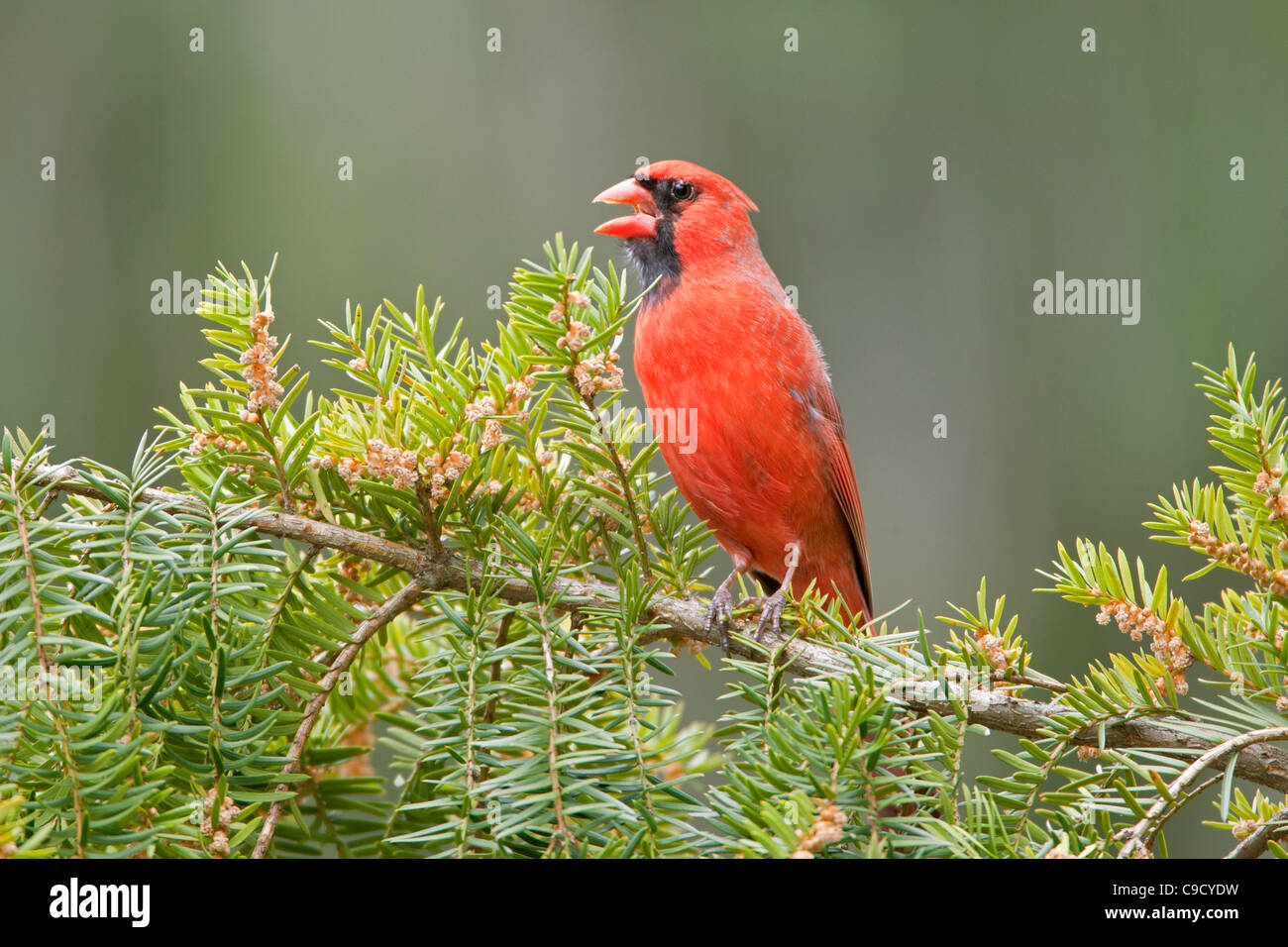 Singing cardinalis cardinalis hi-res stock photography and images - Alamy