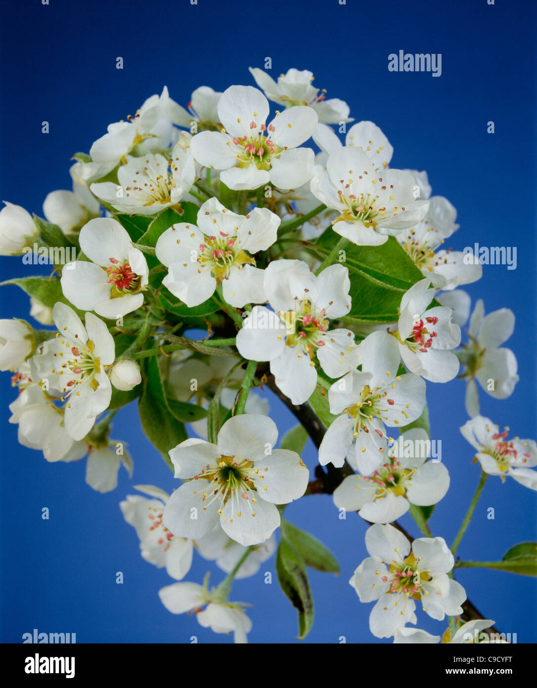 Bartlett pear blossoms Stock Photo - Alamy