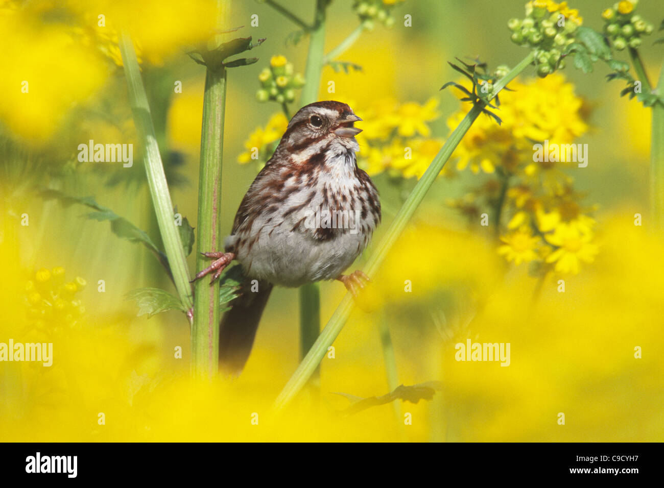 Song Sparrow singing in Mustard Flowers Stock Photo - Alamy