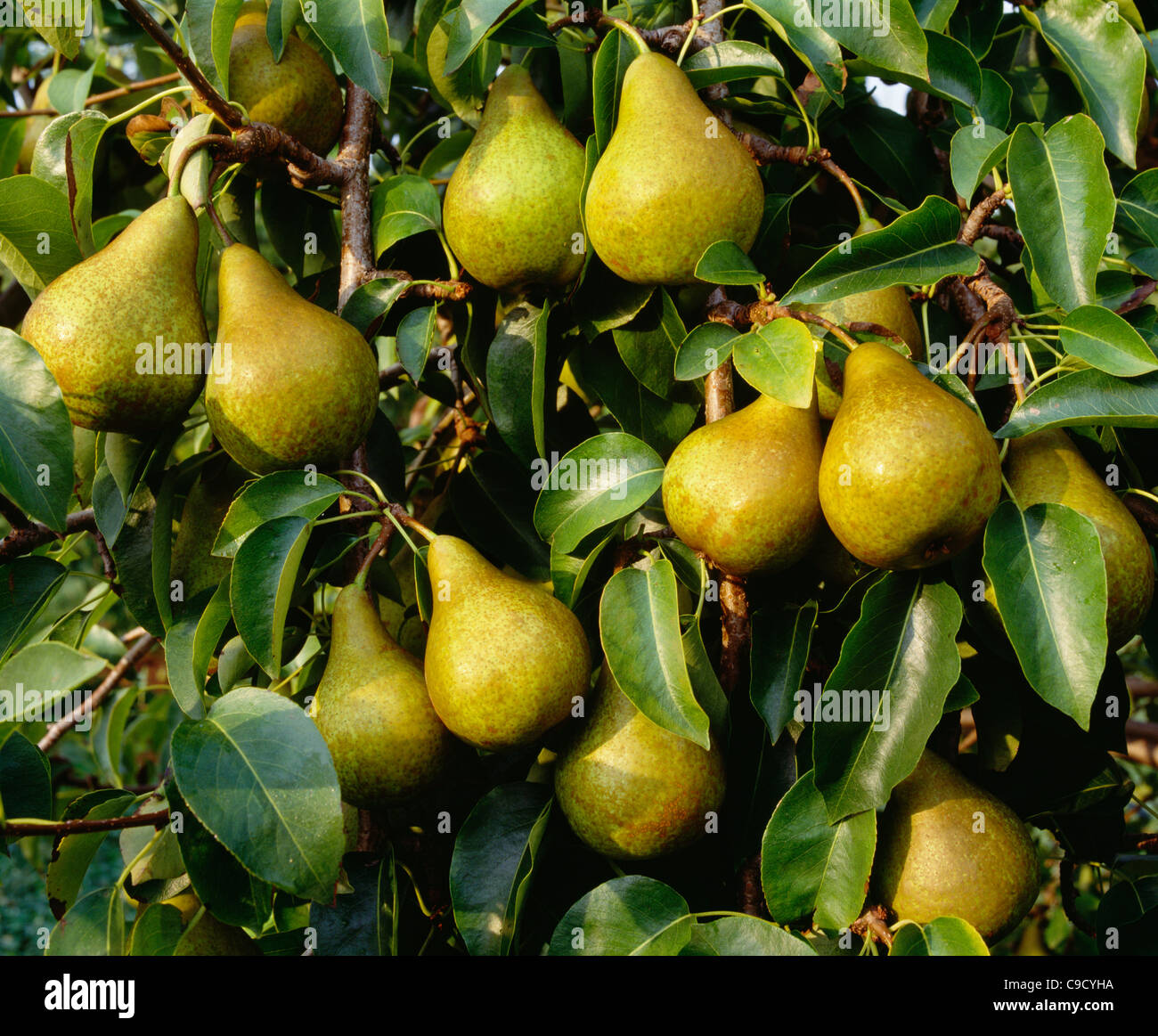 Gritty textured fruits hi-res stock photography and images - Alamy