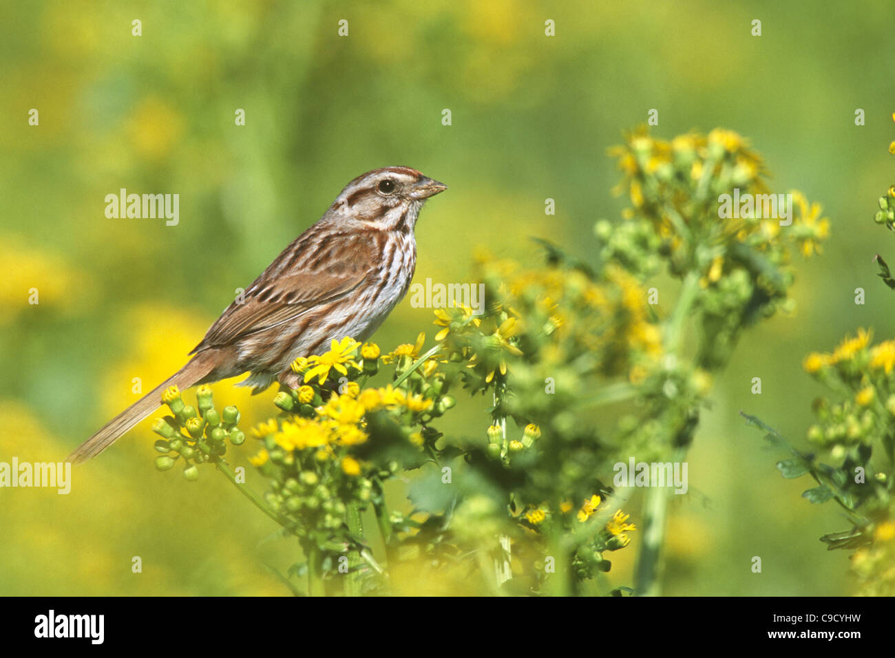 Birds in mustard flowers hi-res stock photography and images - Alamy