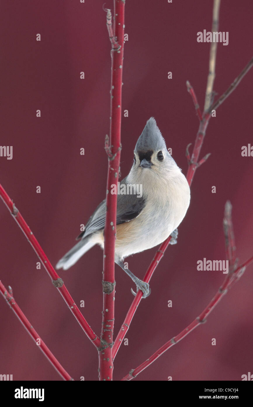 Songbirds tufted titmouse hi-res stock photography and images - Alamy