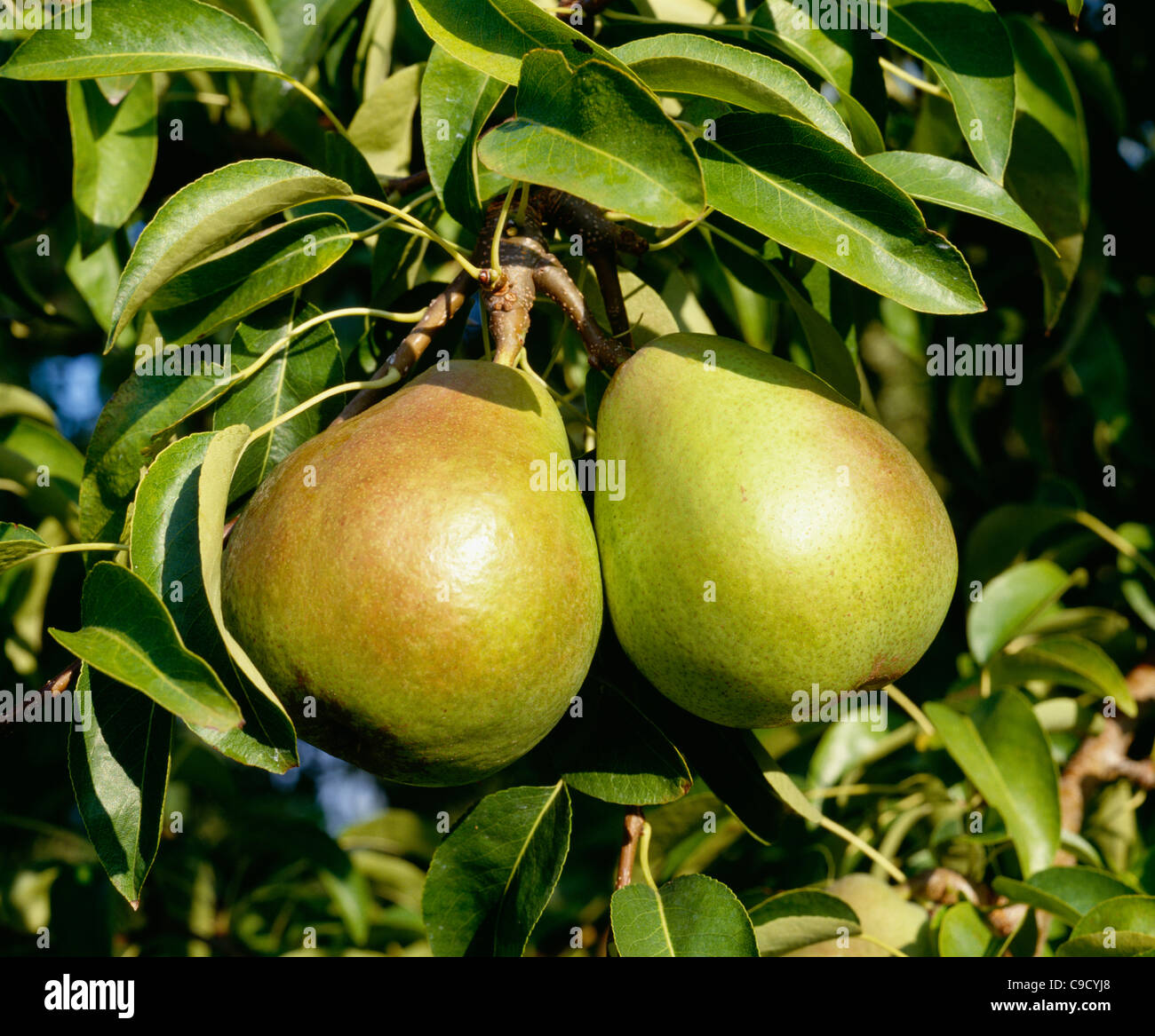 Danjou pears hi-res stock photography and images - Alamy