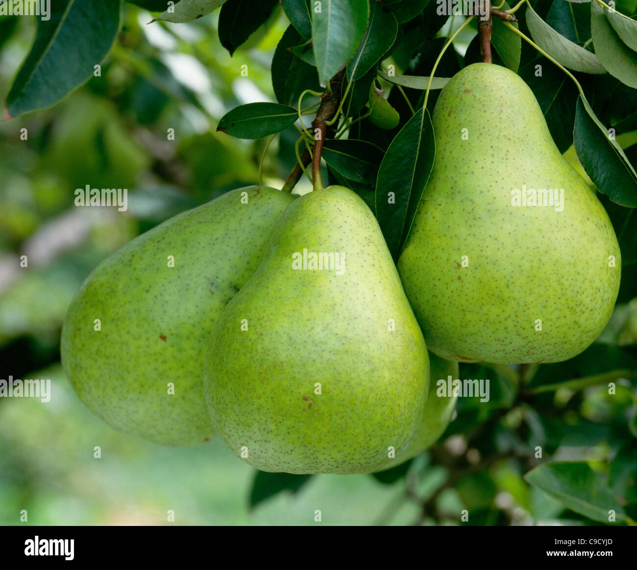 Moon glow pears (grown in both northeast and northwest Stock Photo - Alamy