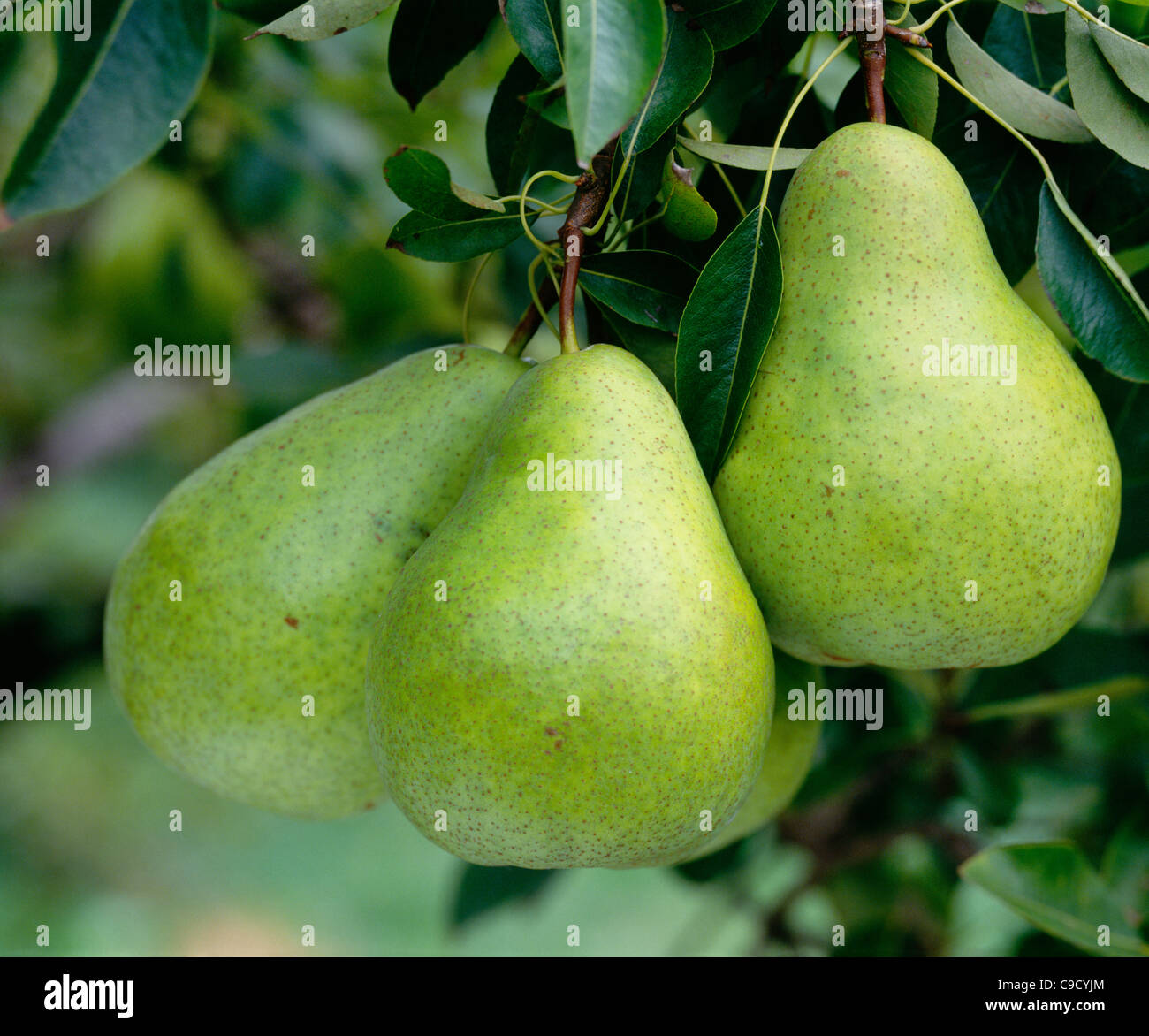 Moon glow pears (grown in both Northeast and Northwest Stock Photo - Alamy