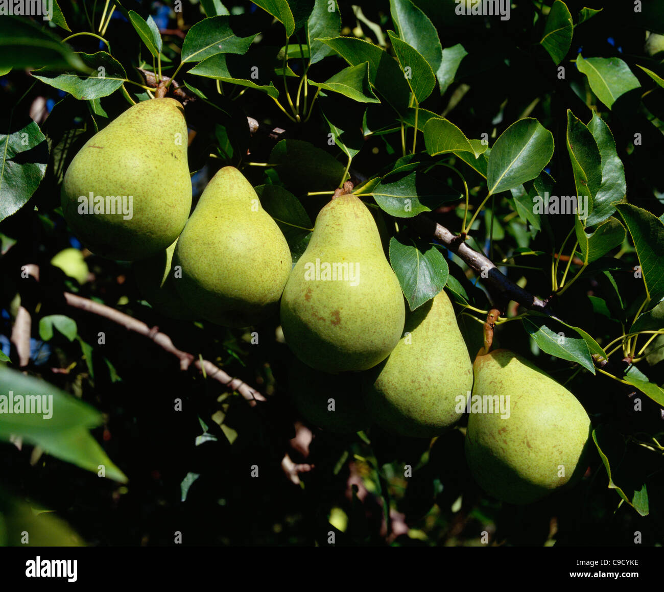 Gritty textured fruit hi-res stock photography and images - Alamy