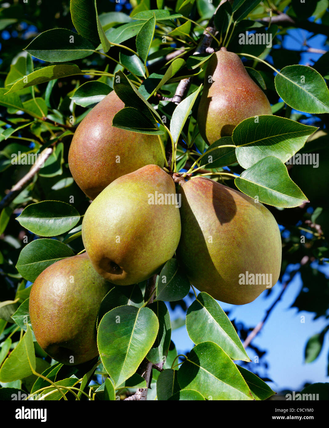 Mangness (dawn) pear, a blight resistance variety grown in East and ...