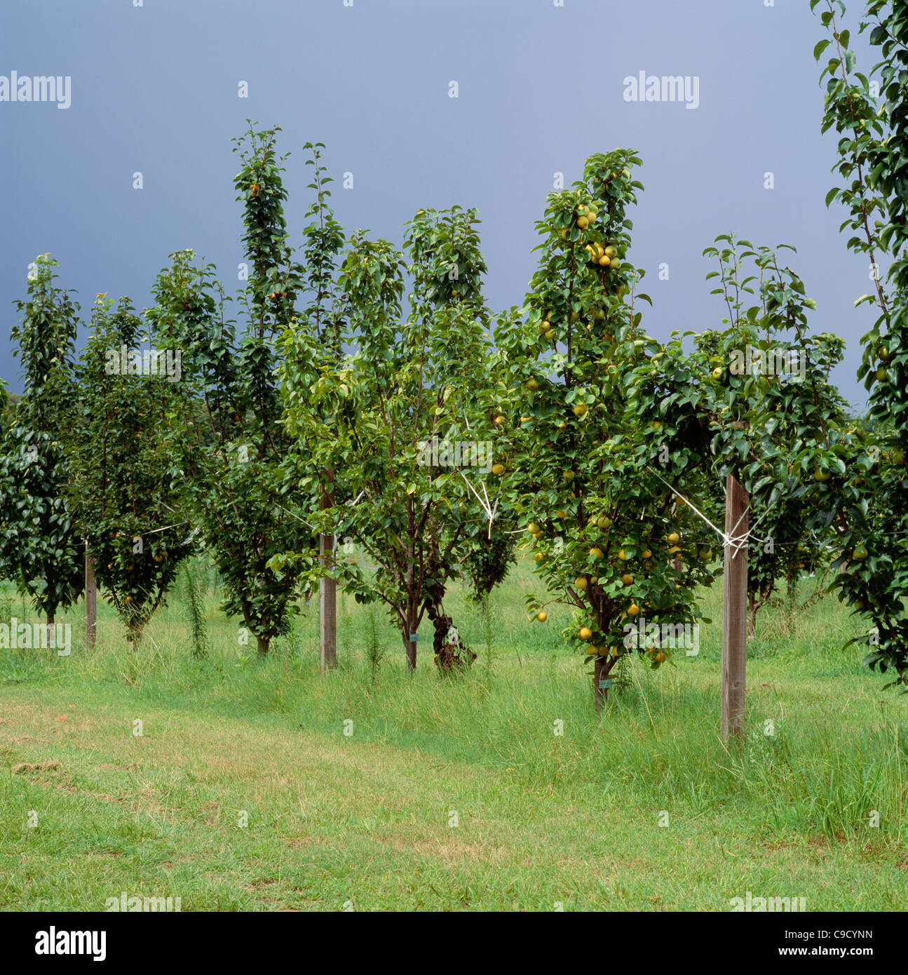 Asian pears (Pyrus serotina Stock Photo - Alamy