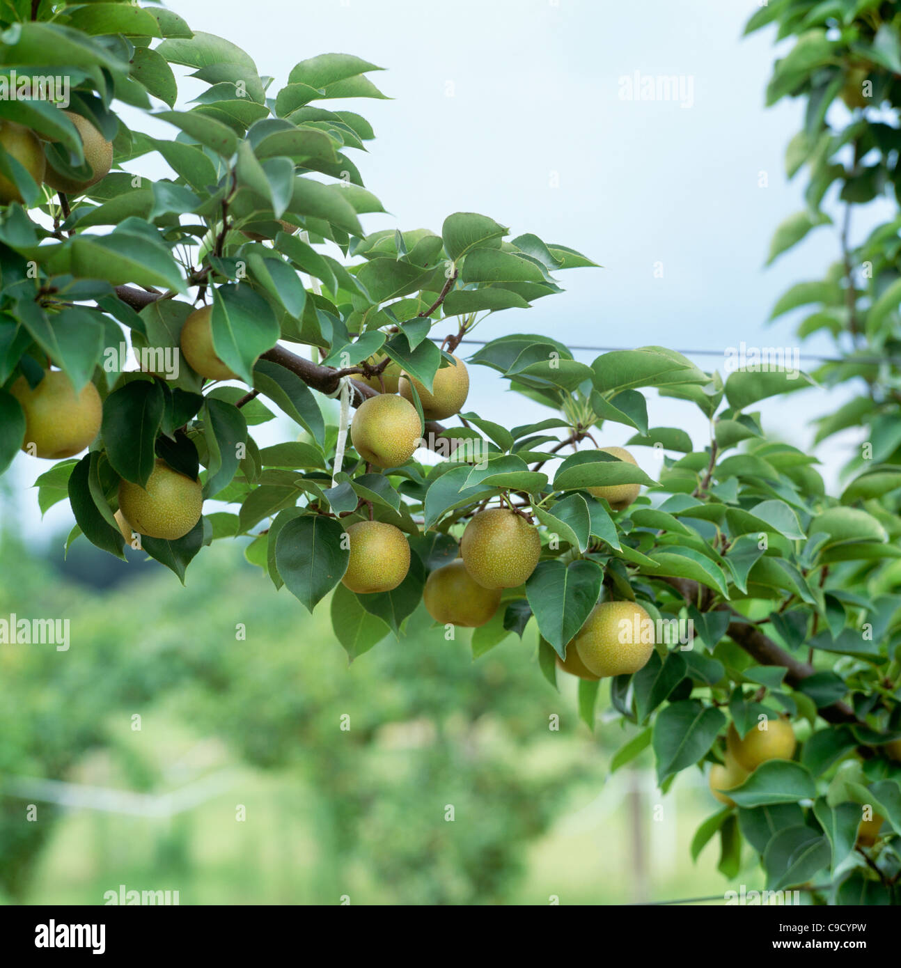 Asian pears (Pyrus Serotima Stock Photo - Alamy