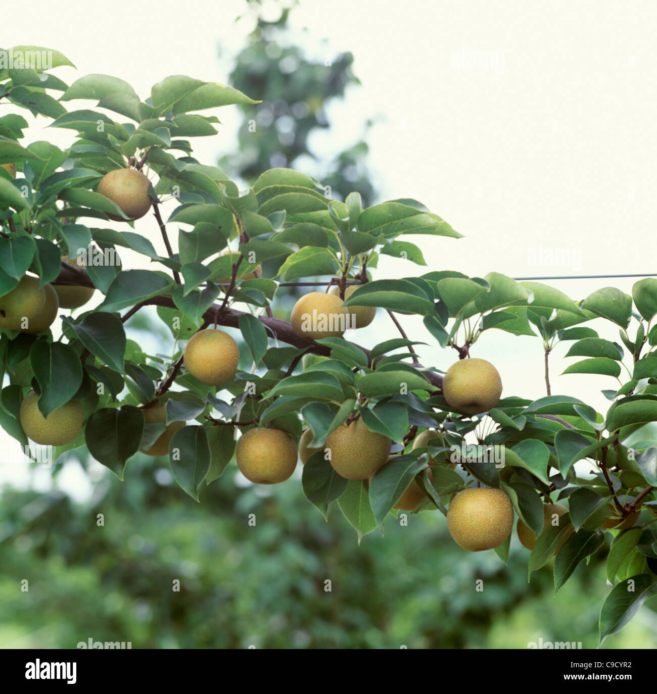 Asian pears (Pyrus serotina Stock Photo - Alamy