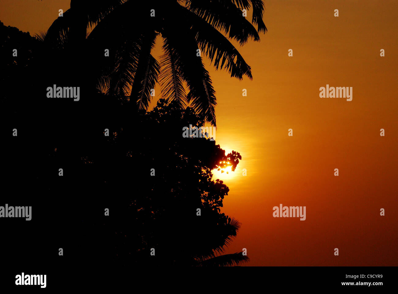 Sun set behind trees hi-res stock photography and images - Alamy