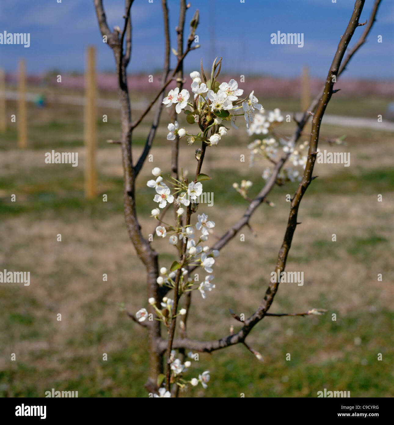 Asian pears (Pyrus Serotima Stock Photo - Alamy