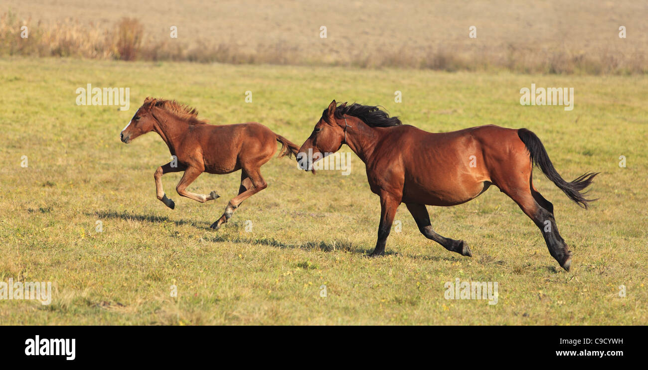 Mare and her foal running free in an autumn field.(The breed is ...