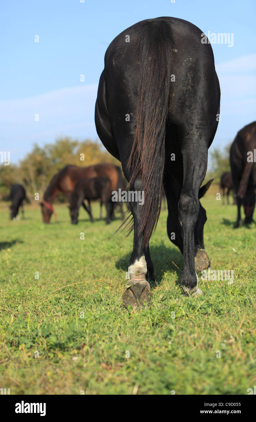 Rear view of a black horse in a herd Stock Photo - Alamy