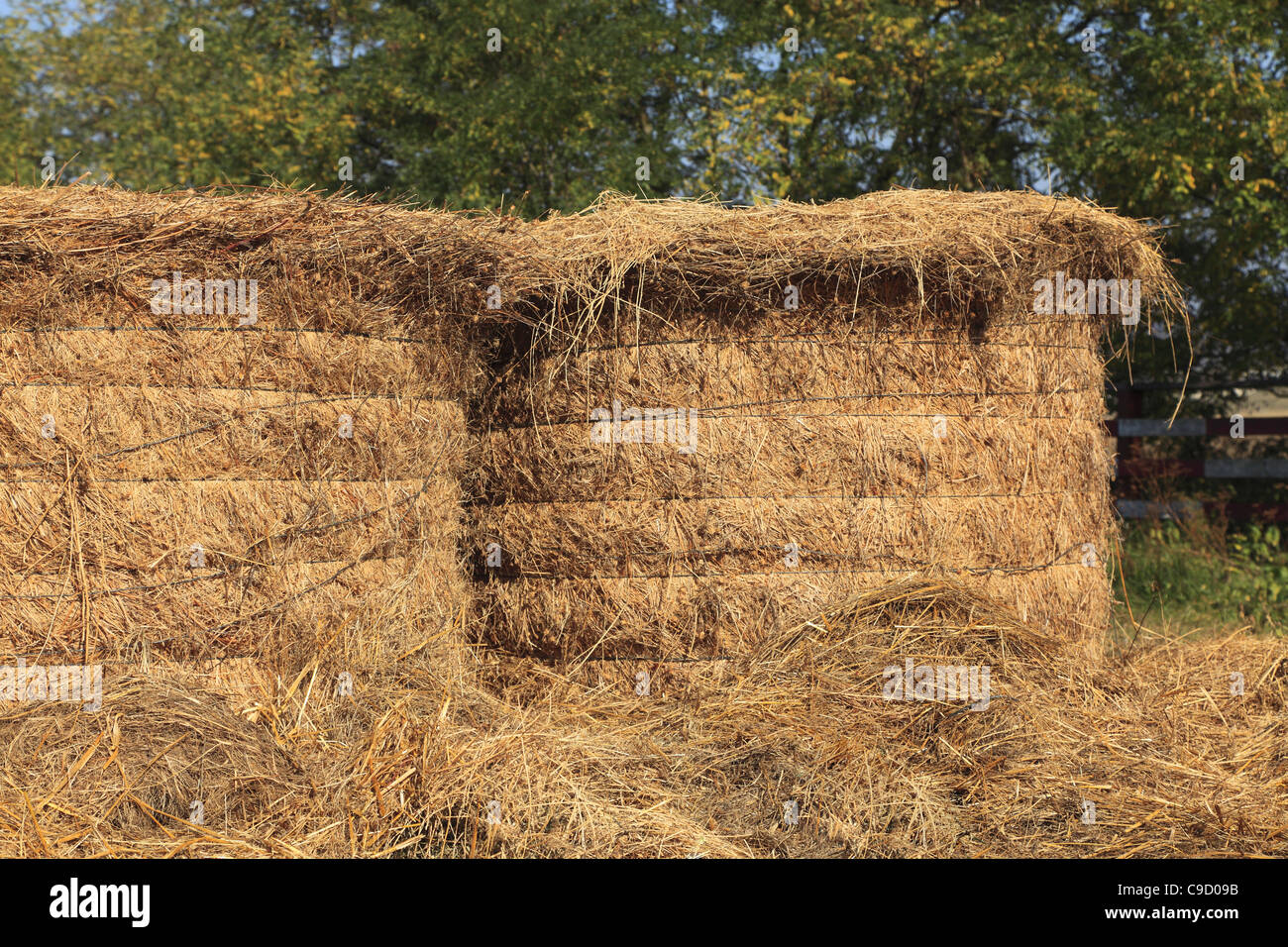 Storage with a pile of haystacks Stock Photo - Alamy