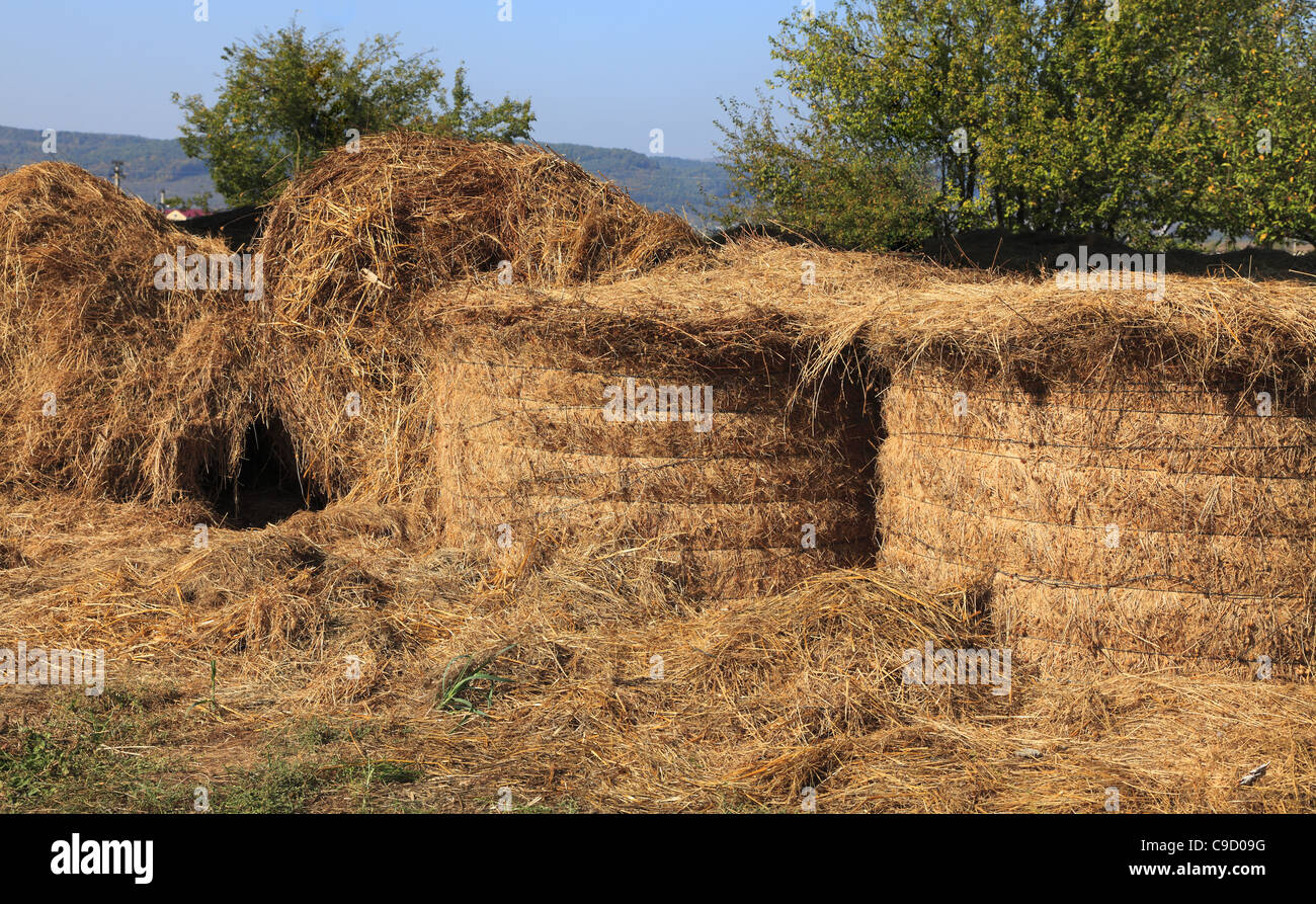 Storage with a pile of haystacks Stock Photo - Alamy