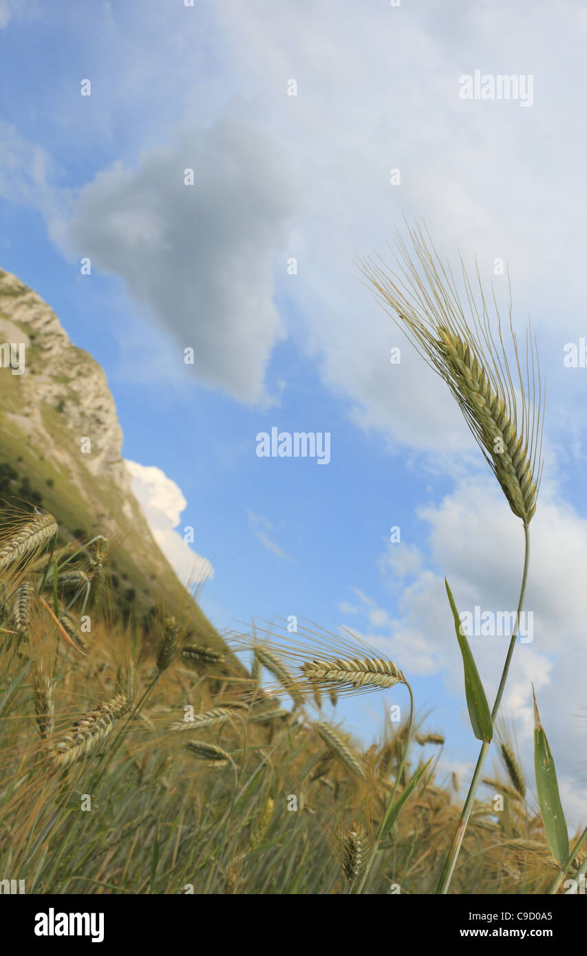 Barley spike with hi-res stock photography and images - Alamy