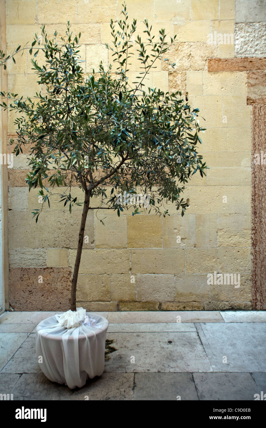 Olive Tree In Courtyard High Resolution Stock Photography and Images ...