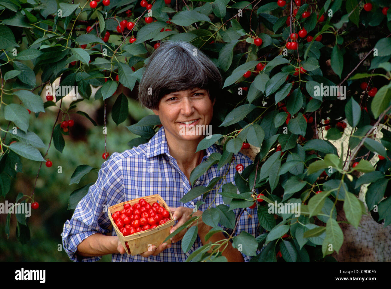 Picking sour cherries Stock Photo - Alamy