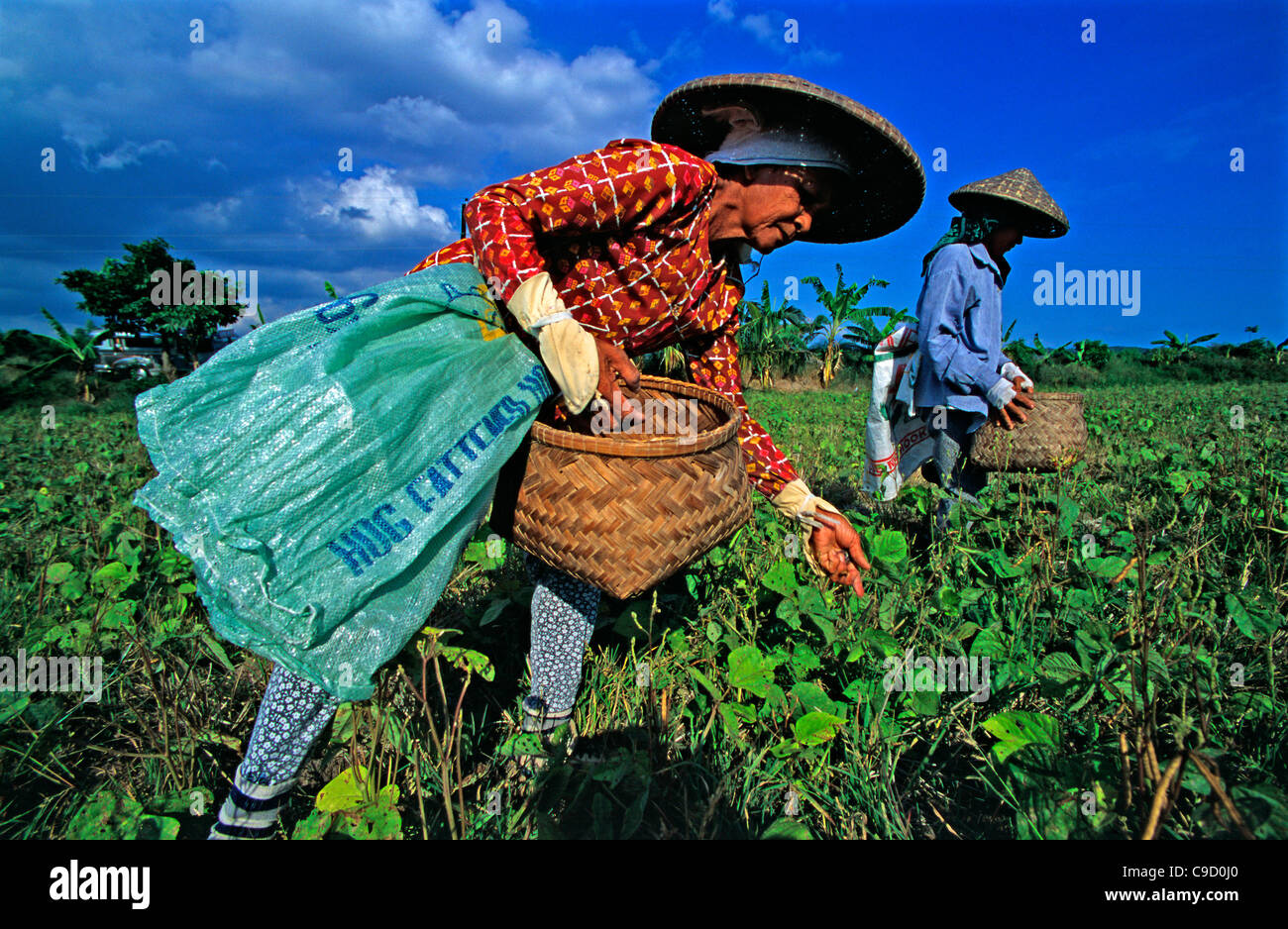 Agriculture, crop farmers, Philippines Stock Photo - Alamy