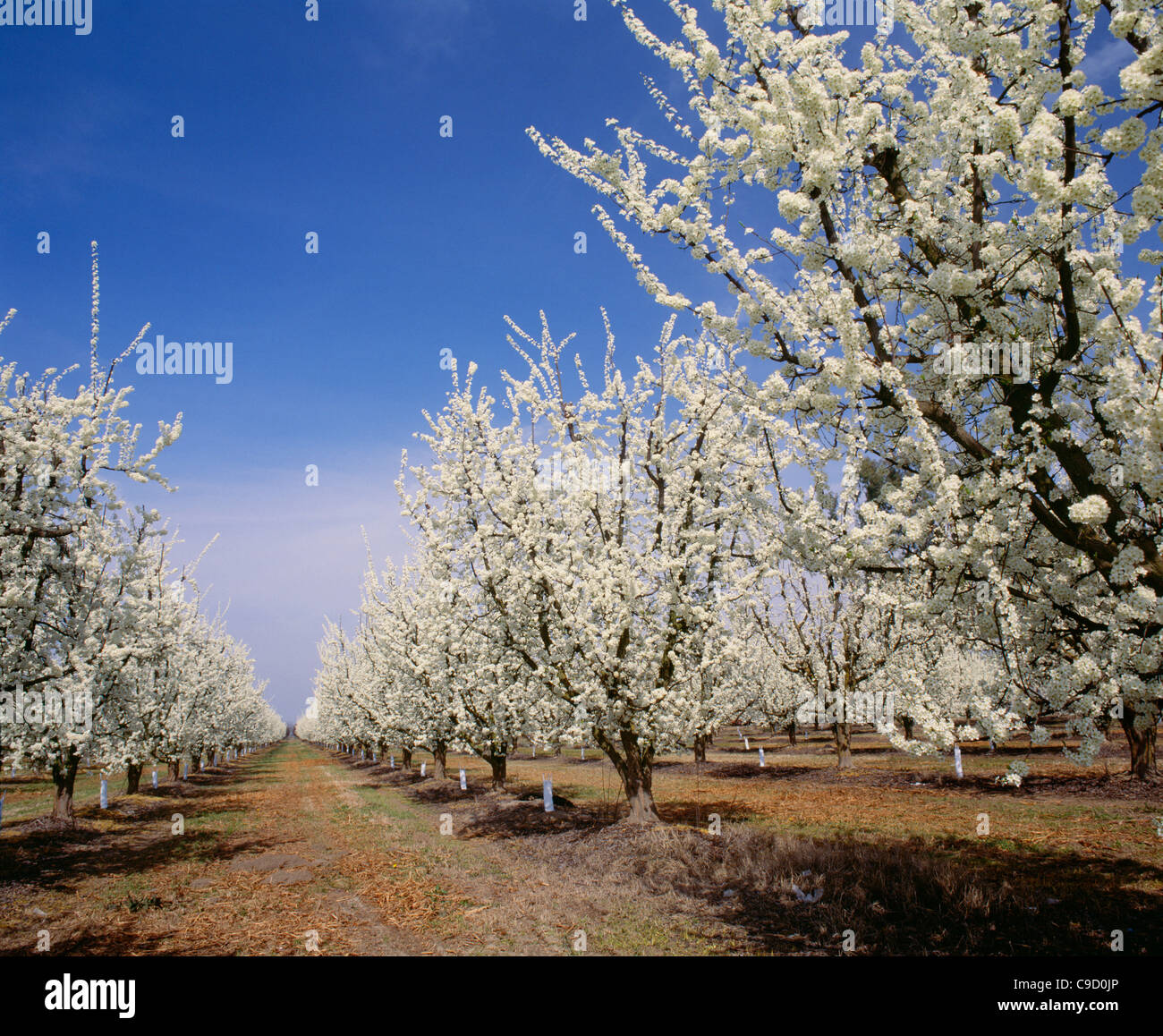 Frontier crops hi-res stock photography and images - Alamy