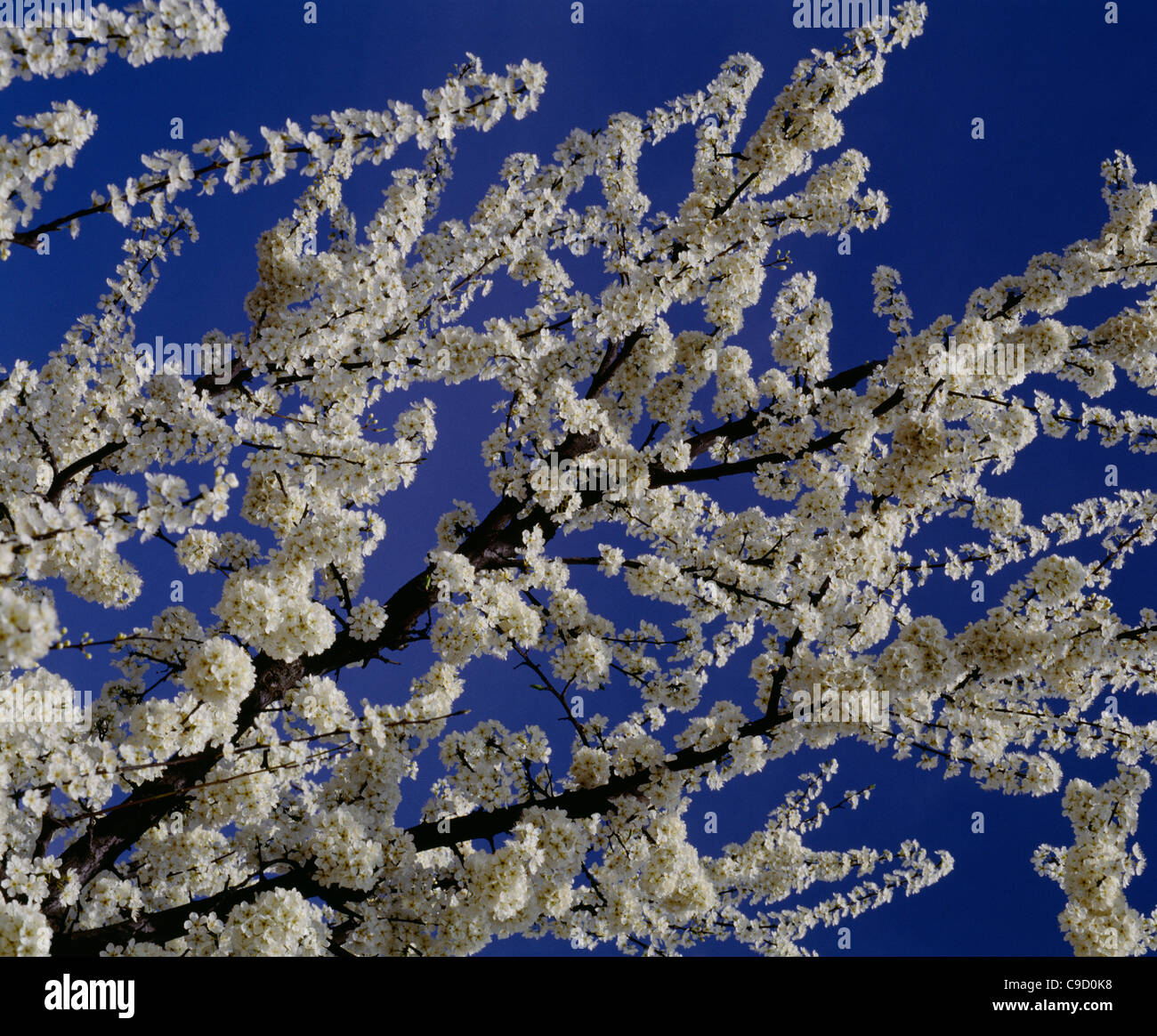 Frontier crops hi-res stock photography and images - Alamy