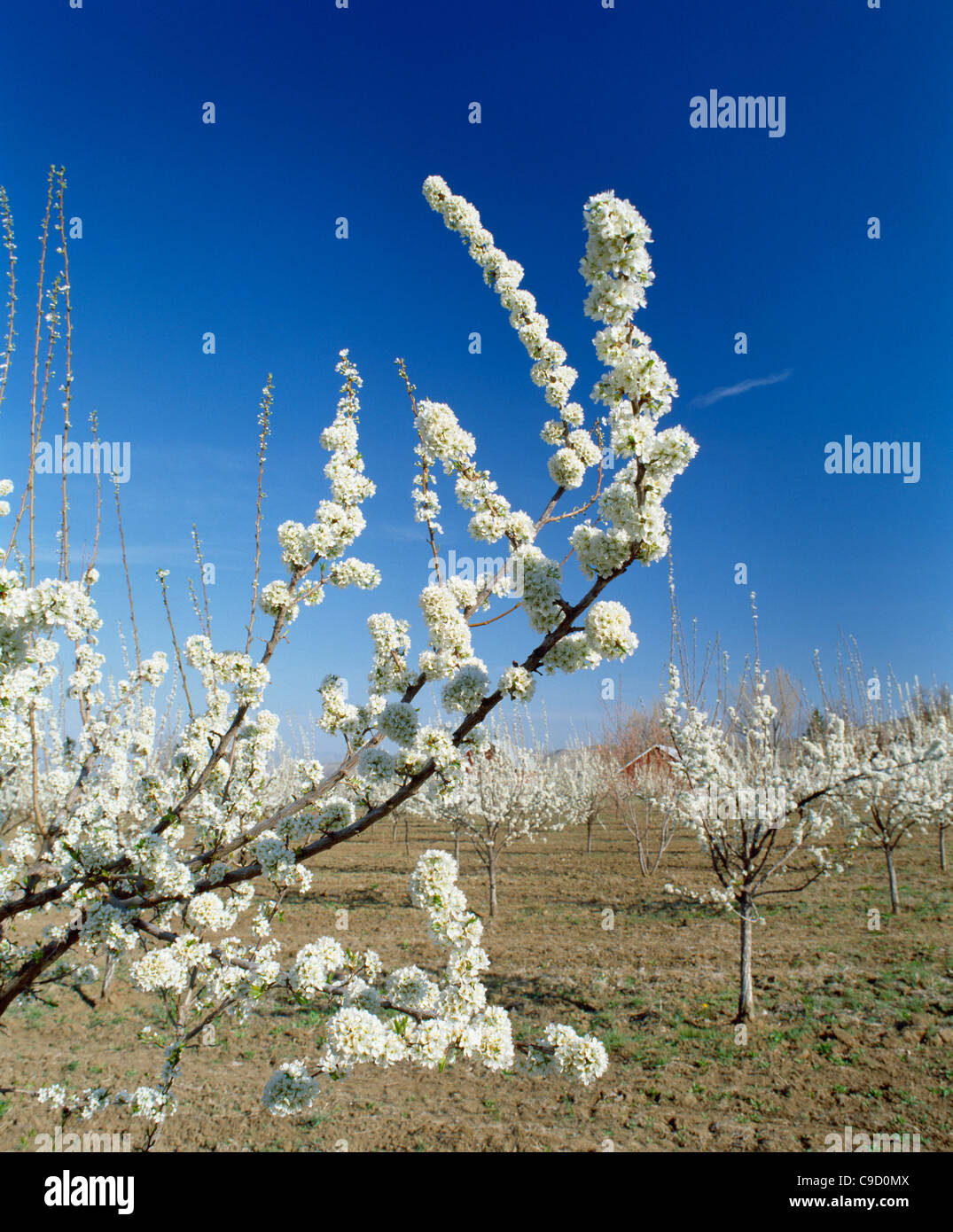 Friar plums in bloom Stock Photo - Alamy