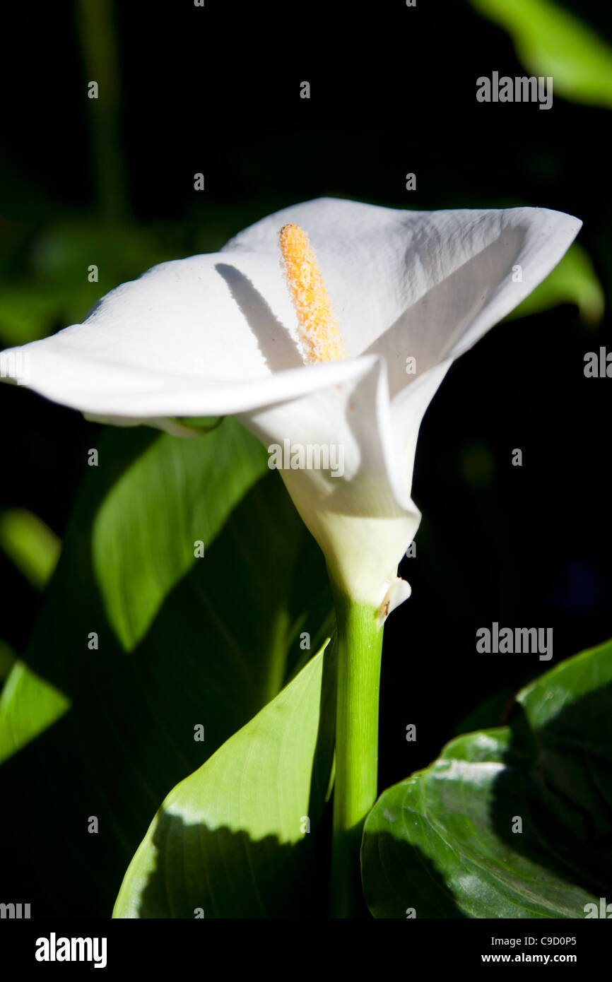 Zantedeschia aethiopica arum lily hi-res stock photography and images ...