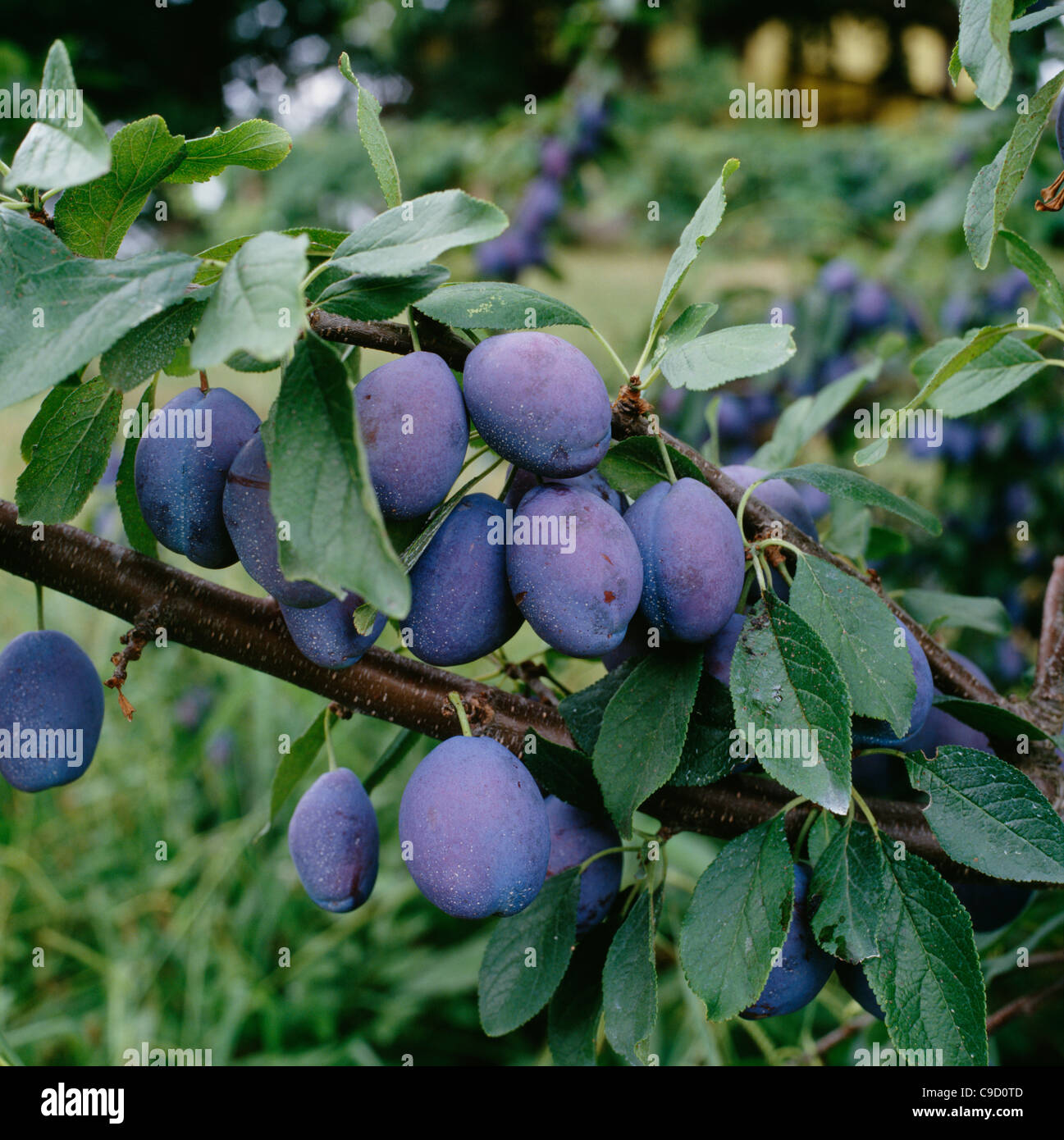 Stanley plums (Prunus Domestica Stock Photo - Alamy