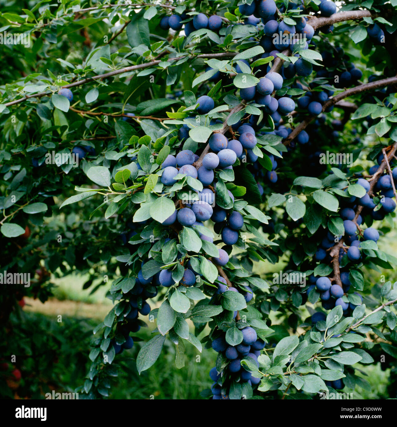 Stanley plums (Prunus Domestica Stock Photo - Alamy